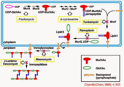 抗生素的介紹 Part III 之一：Moenomycin A - 科學，就是醬